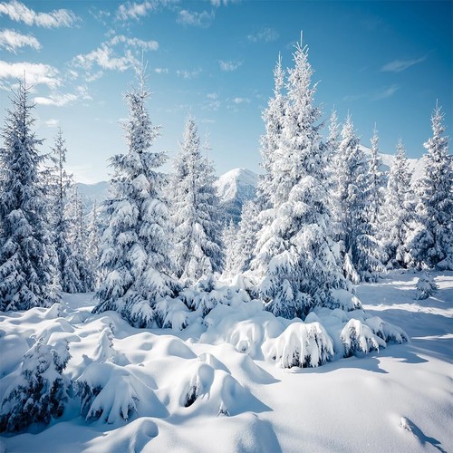 8x8FT Winter Backdrop Snow Backdrop White Christmas Tree Backdrops ...