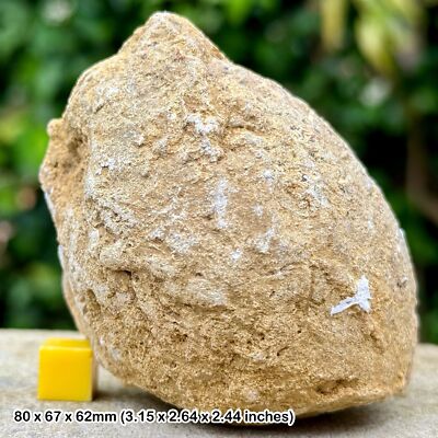 Rare Pholadomya deltoidea Fossil Bivalve - Cornbrash Formation, Fleet ...