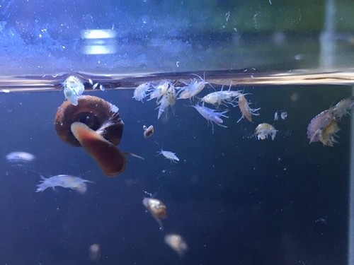 25 + LIVE FRESHWATER GAMMARUS SHRIMP aka SCUDS Hyalella Azteca ...