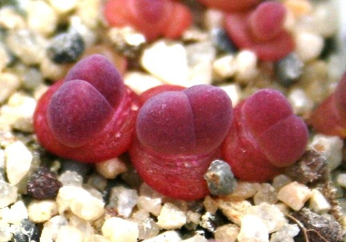 Gibbaeum esterhuyseniae, succulent rare ice living rocks mesembs seed ...