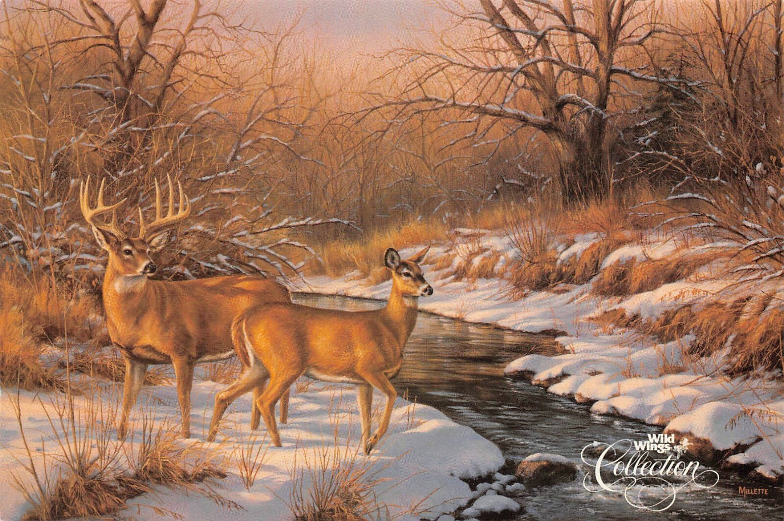 Whispering Creek Whitetail Deer By Rosemary Millette Wild Wings Art ...
