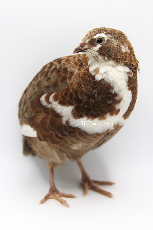 18 Pied Coturnix Quail Hatching Eggs | eBay