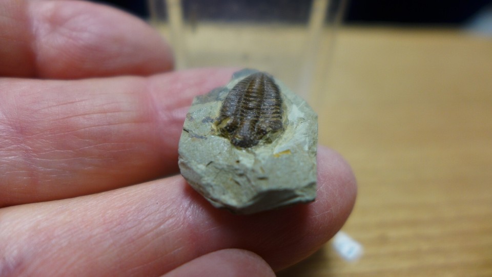 GEOLOGICAL ENTERPRISES Silurian fossil trilobite Coronocephalus rex ...