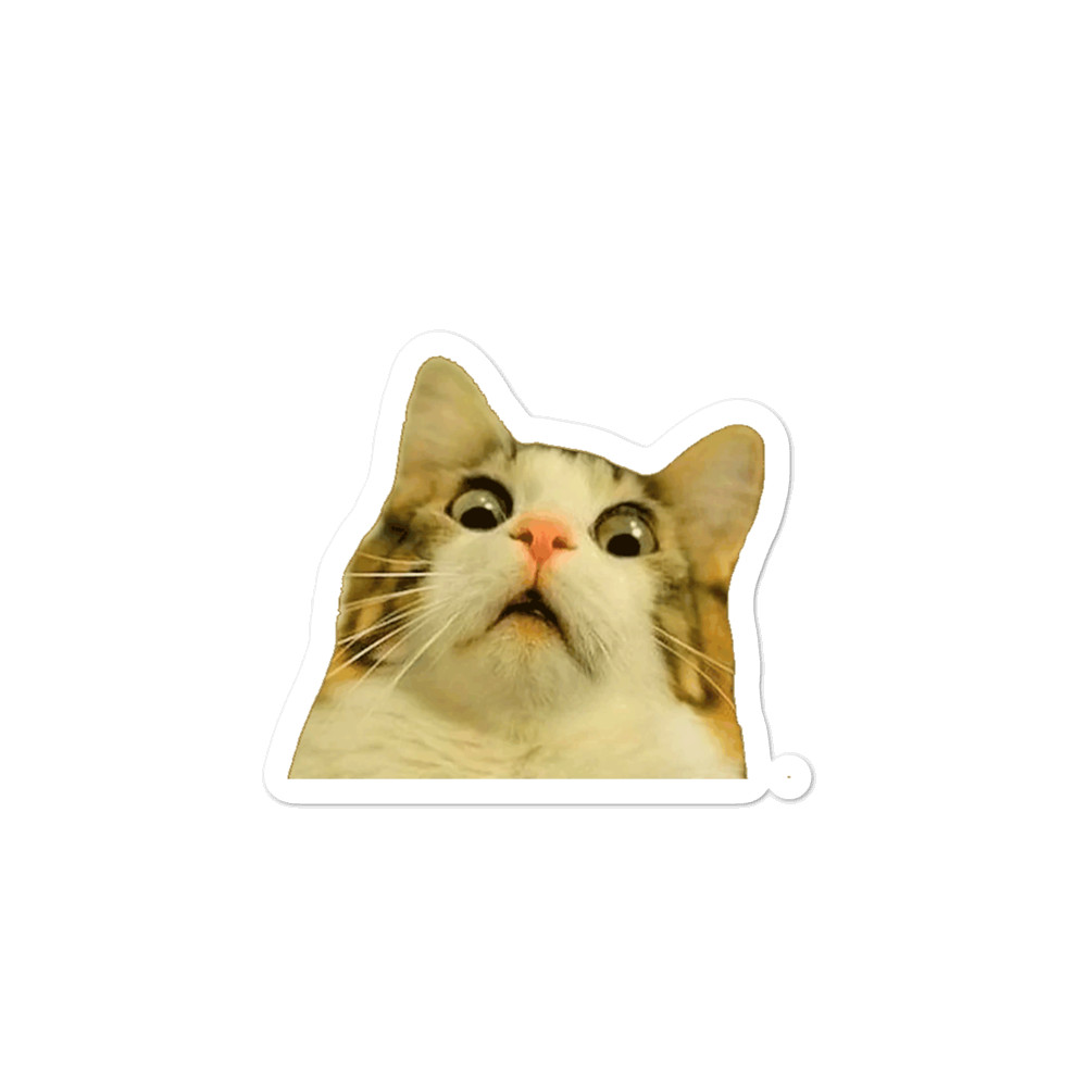 Amazed Cat Meme
