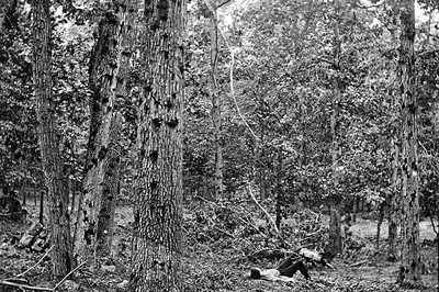 New 5x7 Civil War Photo: Bullet-Ridden Trees after Battle of Gettysburg ...