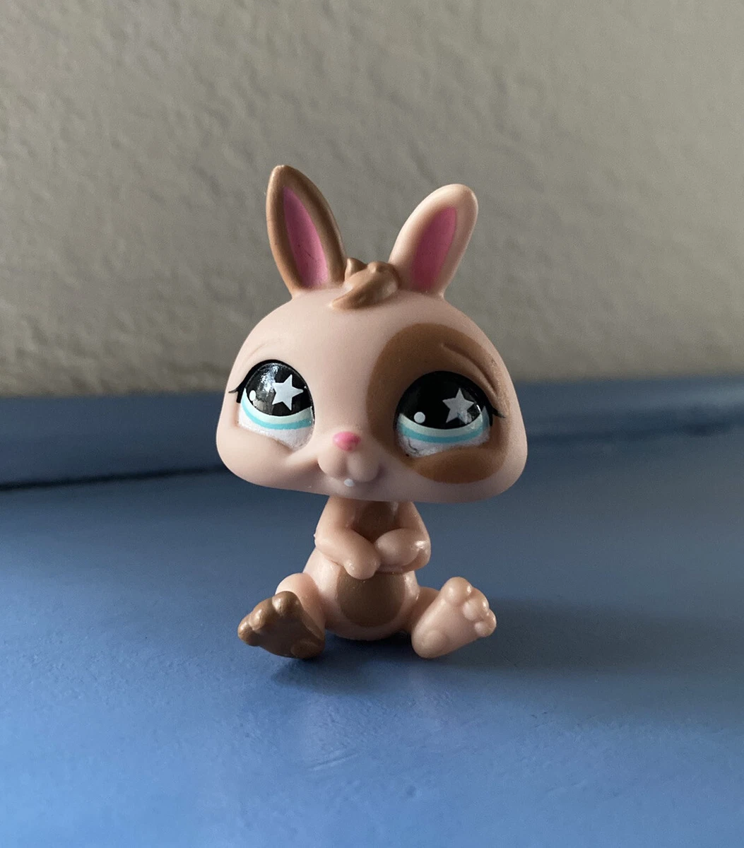 Brown Dwarf Bunny Rabbits