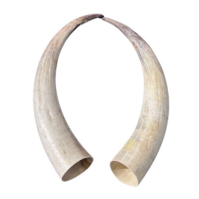 Watusi Horns Gorgeous Natural Cow Horn Set , 2 Natural Ox Horns ( appr ...