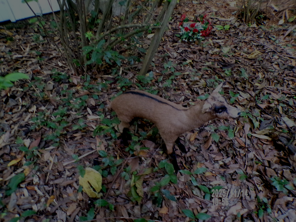 agneau lamb Lamm chevreau bébé naturalisé taxidermie curiosité n° 14 | eBay