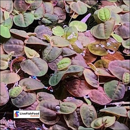 Red Root Floater Pond Plant - Phyllanthus fluitans redroots redroot ...