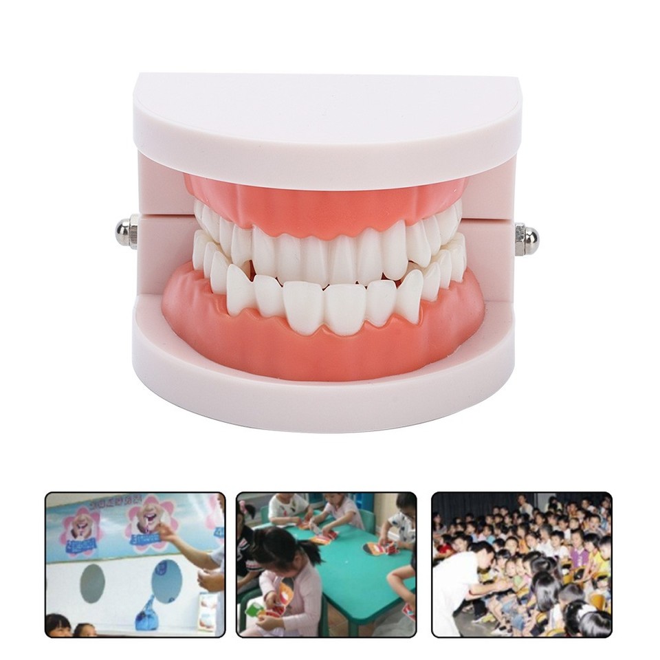 Dental Denture Gums Model 28Pcs Standard Adult Teeth Model Teaching Too ...
