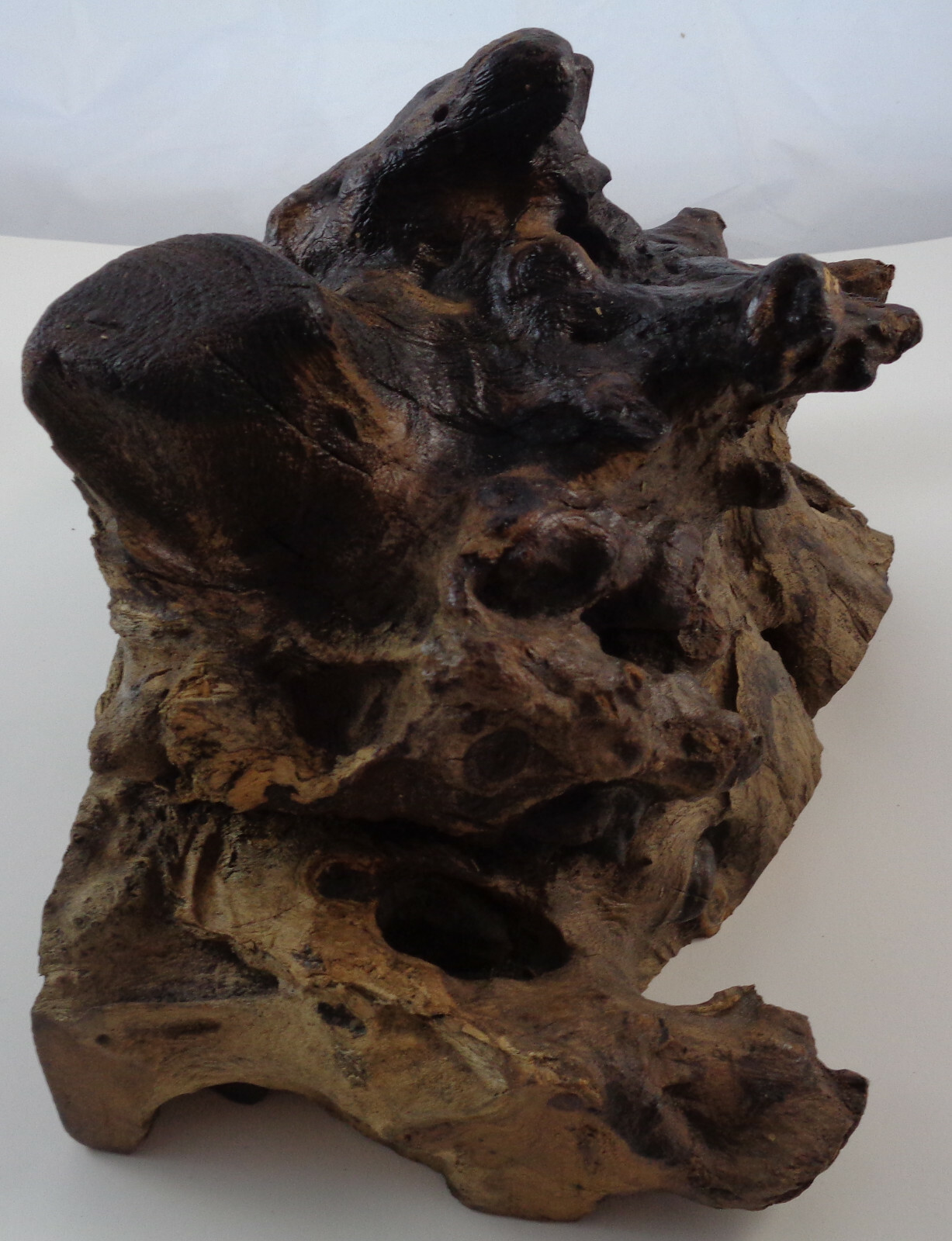 Gnarled burl (?) driftwood for beach display aquarium terrarium bookend ...