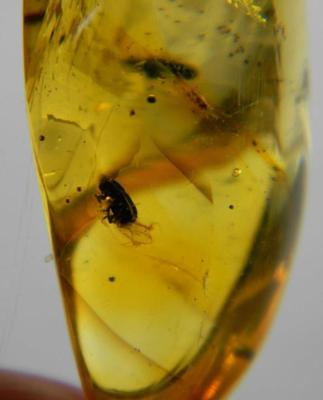 Amber Dominican Republic Fossil Fly Bettle Rare Insect 3.0g Pendant ...