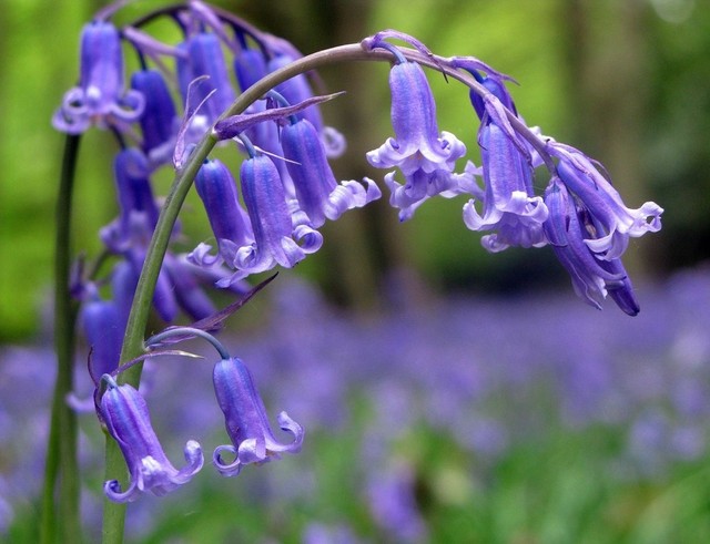 25 English Bluebell Bulbs Grown in Norfolk Hyacinthoides Non Scripta ...