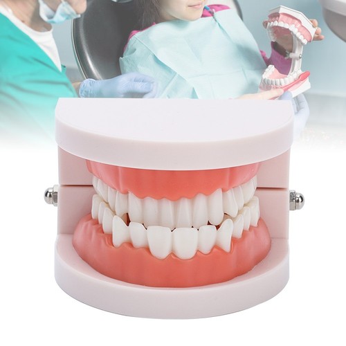 Dental Denture Gums Model 28Pcs Standard Adult Teeth Model Medical ...