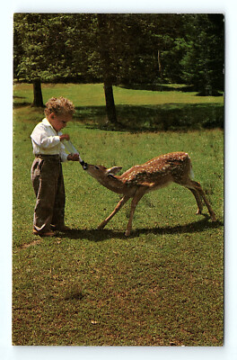 Chow Time Boy Feeding Young Small Deer UNP Bambi Postcard | eBay