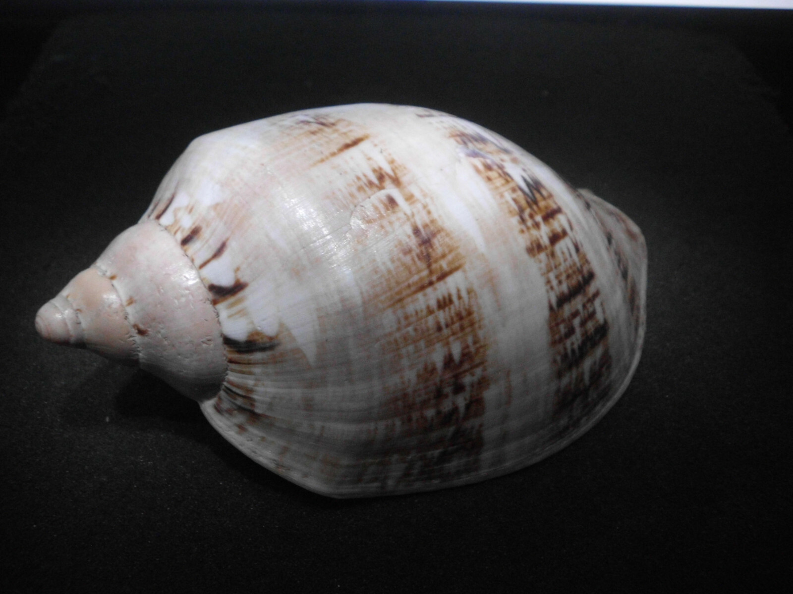 VERY RARE! BIG /HUGE >CYMBIOLA( CYMBIOLA)MAGNIFICA/NEW WALES, AUSTRALIA ...