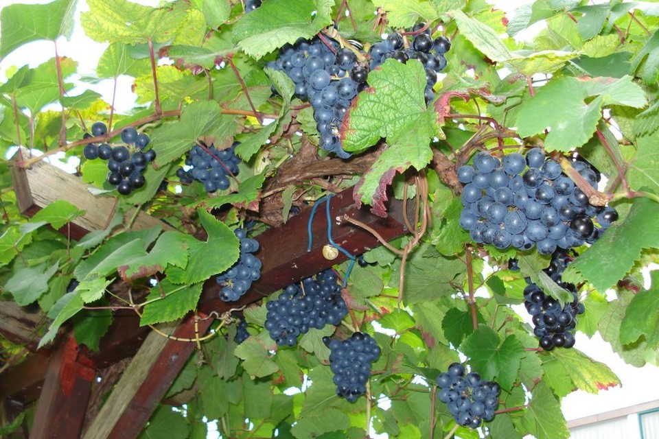 Amur Grape, Vitis amurensis, Vine Seeds (Edible, Fast, Fall Color, Hardy) | eBay