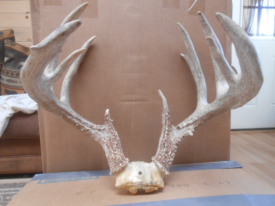 163" HEAVY typical 6x6 WHITETAIL DEER RACK Antlers mule mount taxidermy ...