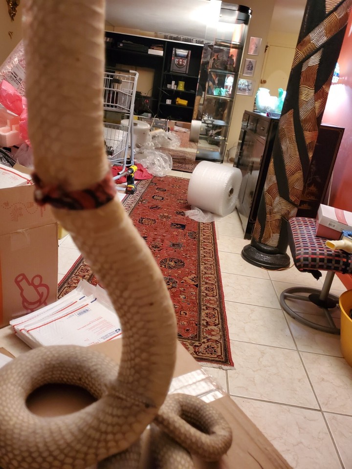 Genuine Beautiful King monocled Cobra Snake Taxidermy | eBay