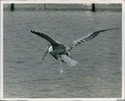1970 Pelican Flying Feathered Bird Large Throat Pouch One Leg 8X10 ...
