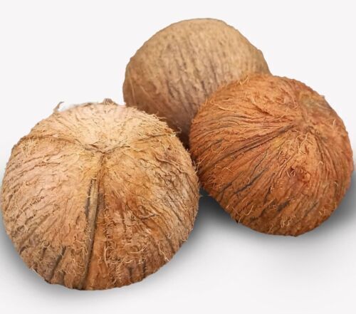 COCONUT SHELL 100% Natural Pure Eco Friendly Ceylon Coconut Shell ...