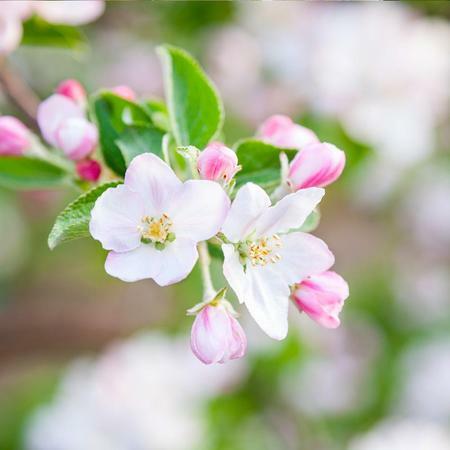 10+ All type Apple Tree Seeds Planting Fuji Gala Crisp Pink Lady Gold ...