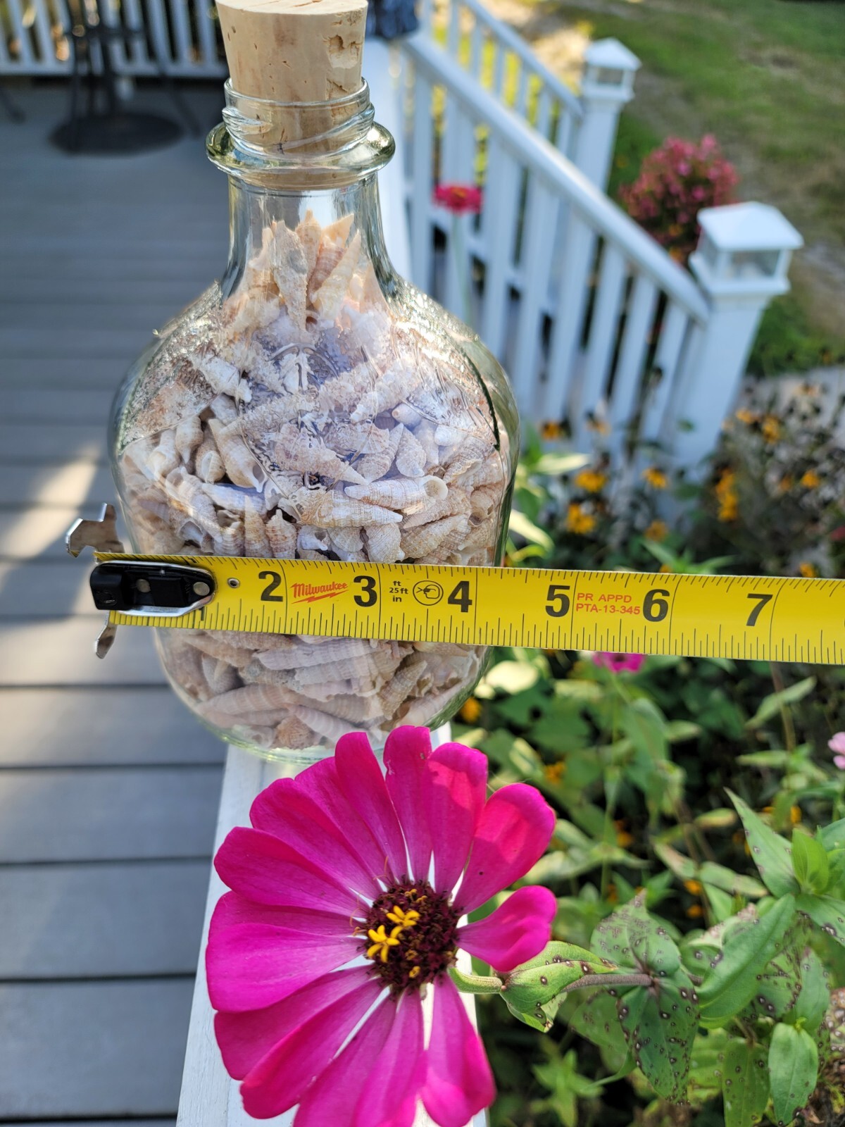 Florida Beach Sea Shells Auger Spiral Gulf Of America Mexico 2LBS ...