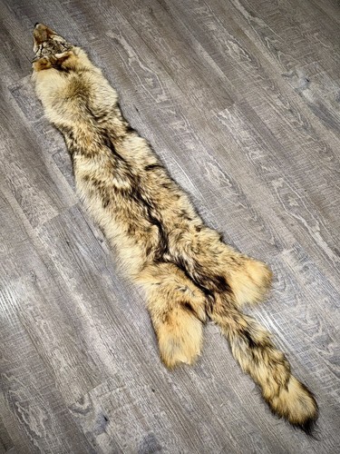 NICE Large 56” Tanned Western Coyote Pelt. Wild Wyoming Fur Hide #155 ...