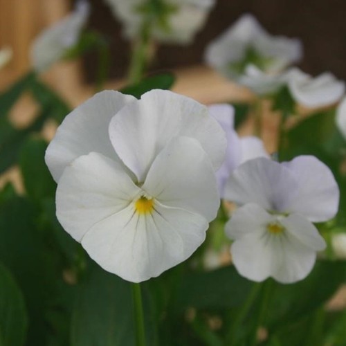 Viola white plug plants garden flower evergreen most fragrant pansy ...