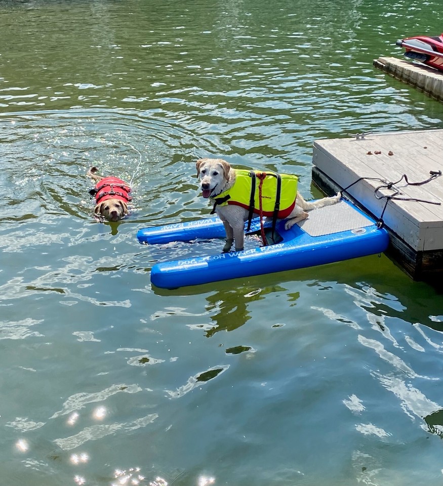 Dog on Water Ramp for Boat, Dock, or Pool. for Dogs up to 200 lbs Free ...