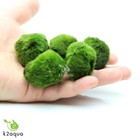 ALL sizes MARIMO MOSS BALLS Cladophora live aquarium plant fish tank shrimp nano | eBay