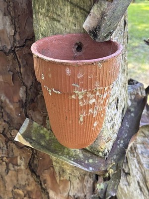 1903 Turpentine HERTY CUP, clay pot from Alachua County Florida, Rare ...
