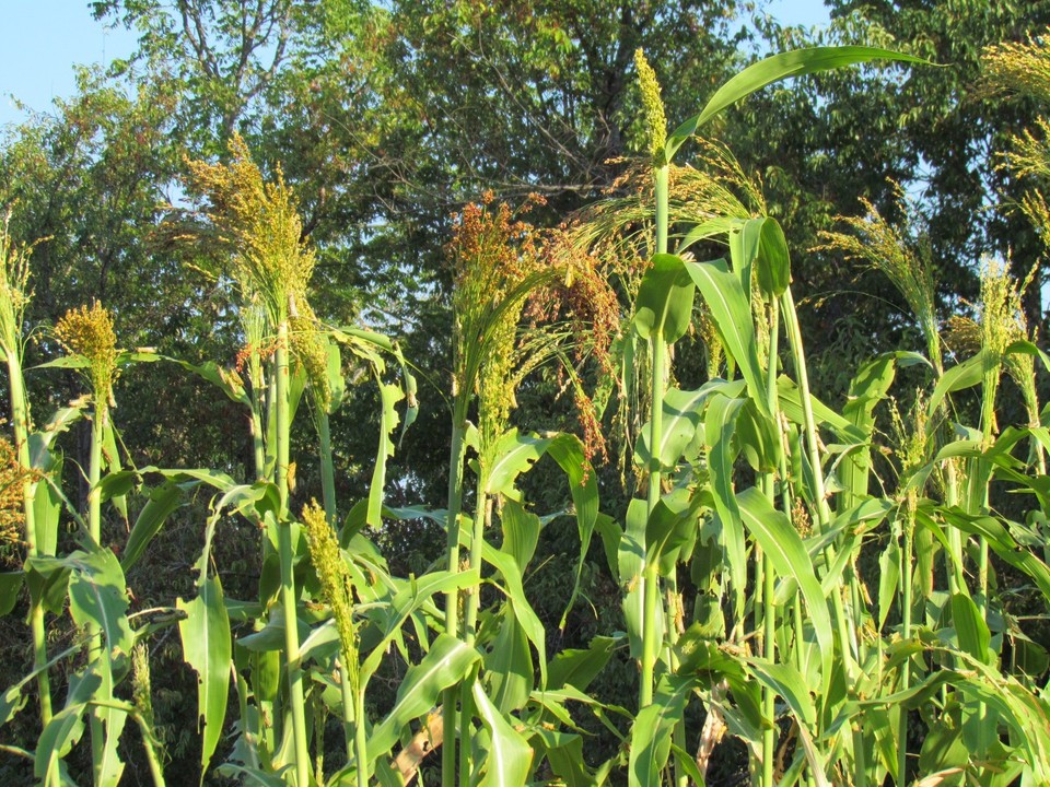 Mixed Broom Corn Seeds - Sorghum Bicolor - Ornamental - 100 Seeds | eBay