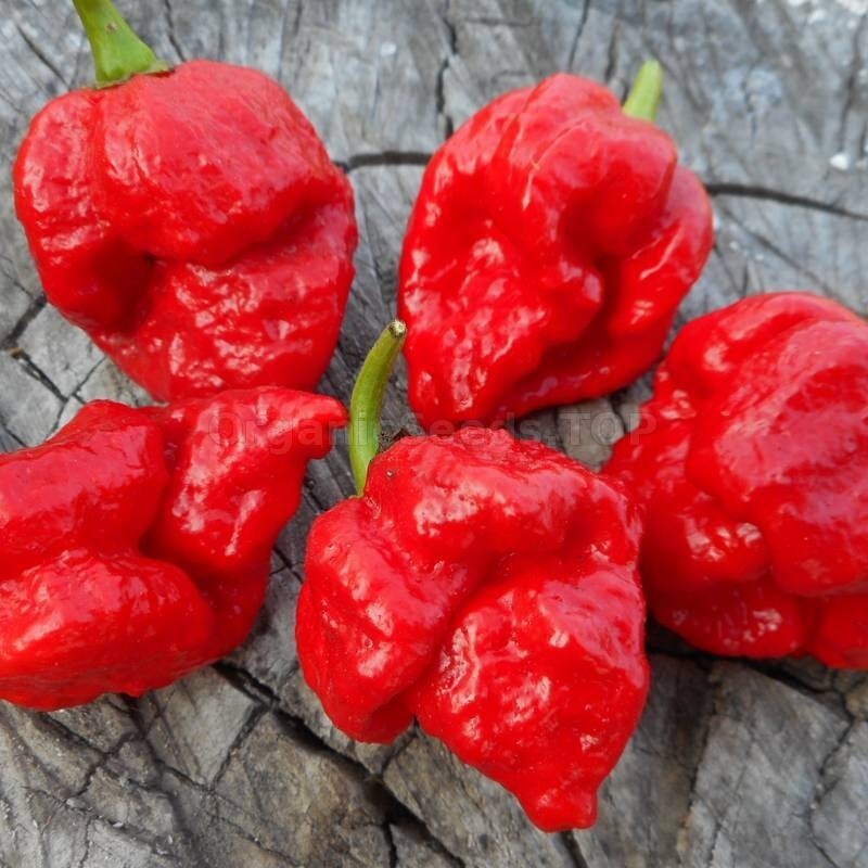 20 Newly Harvested Super-Hot Trinidad Scorpion Red Moruga Pepper Seeds ...
