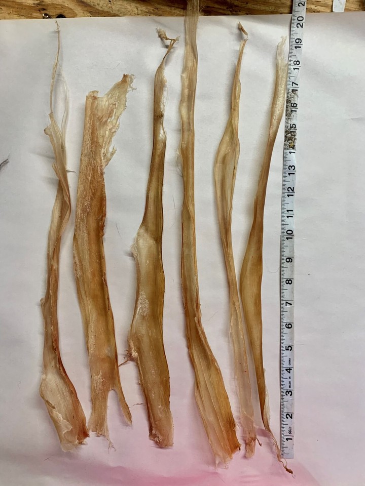 2 or 6 pc Deer Back Sinew 16" plus- Native arts & crafts, bow backing ...