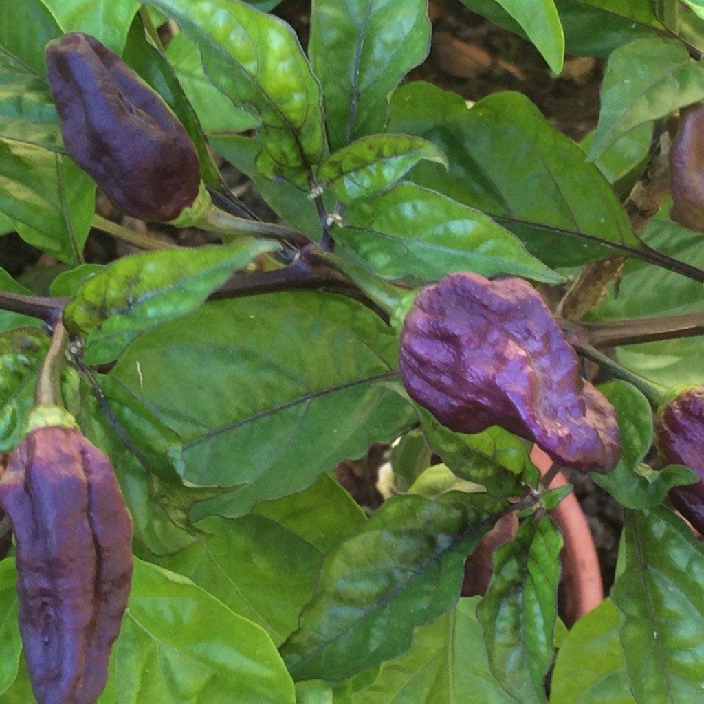 CHILLI - Yaki Blue seeds OPEN-POLLINATED vegetable garden SPRING SUMMER ...