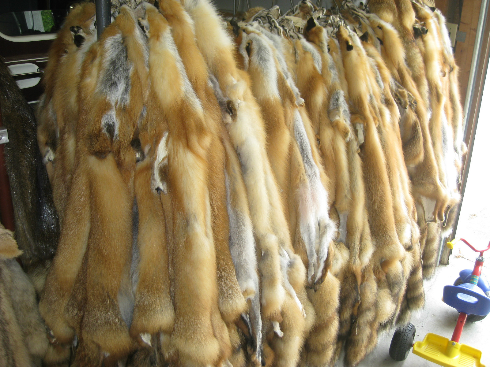Tanned Red Fox Hides # 1's Fur Coats Trapping Furs Good Quality Fresh ...