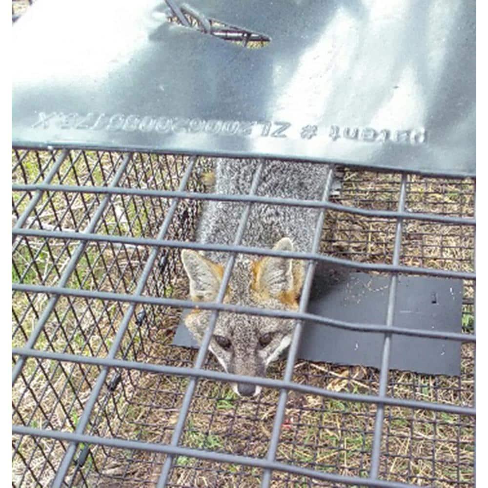 Live Humane Cage Trap Large Animal Catcher 42 In. Collapsible ...