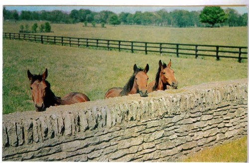 YEARLINGS AT CASTLETON "LYONS" THOROUGHBRED FARM, LEXINGTON KENTUCKY ...