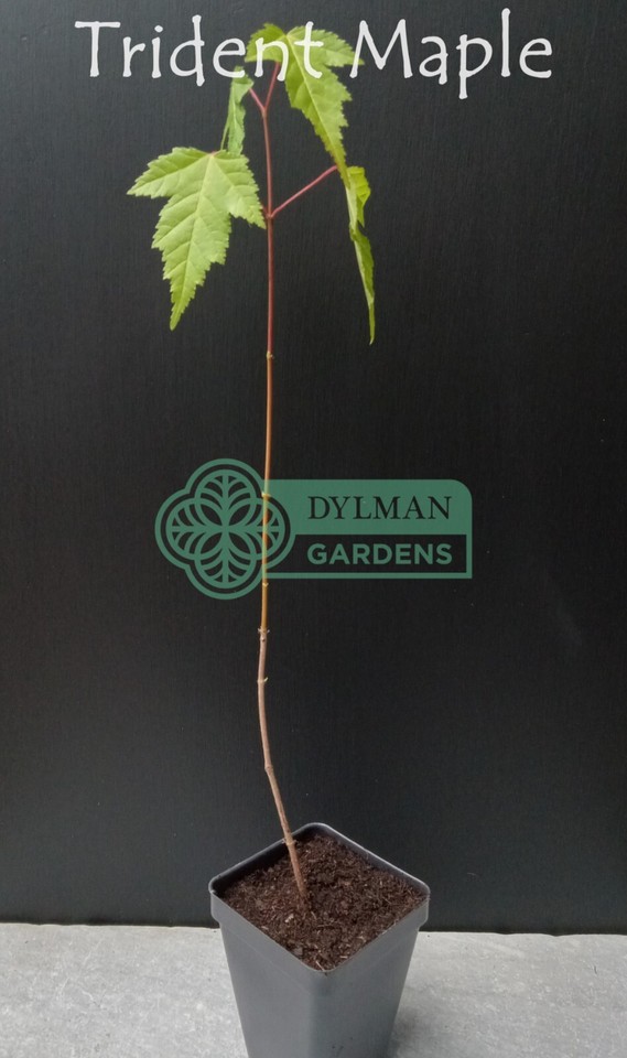 Trident Maple Tree Seedling - Acer buergerianum - 4 to 6 inches - Live ...
