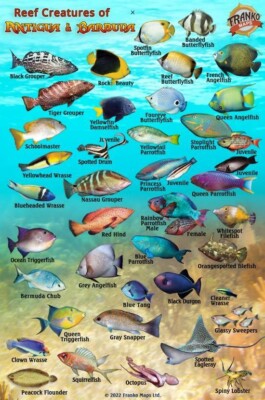 Antigua & Barbuda Reef Creatures Guide Waterproof Fish Card Franko Maps ...