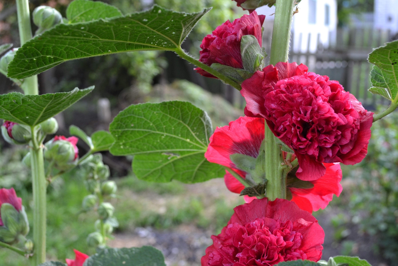 25 SCARLET DOUBLE RED HOLLYHOCK Alcea Rosea Flower Seeds Perennial ...