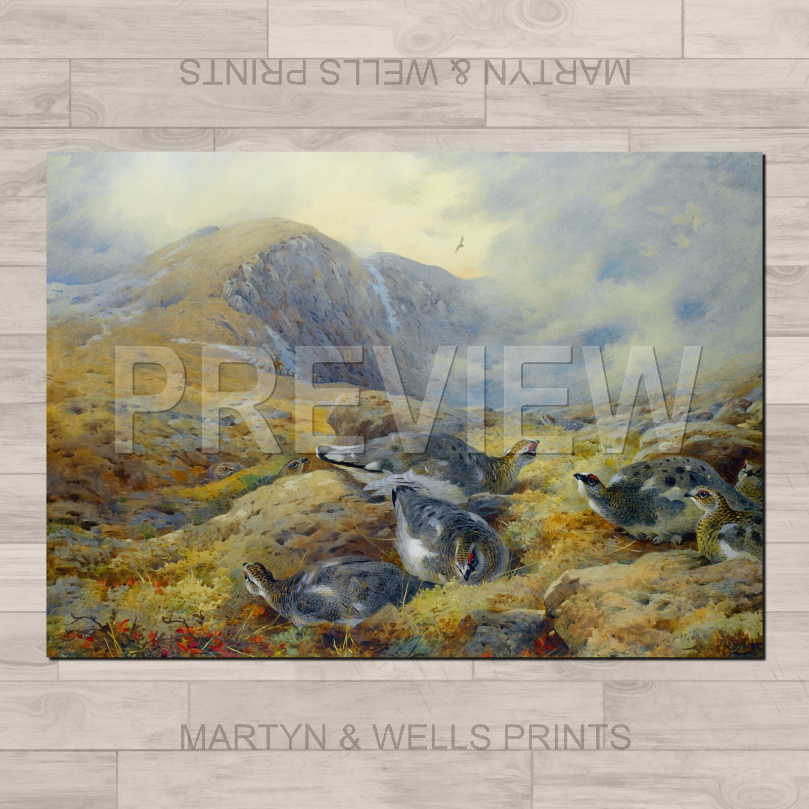 Archibald Thorburn prints. A4 canvas paper / art. Peacock. British ...