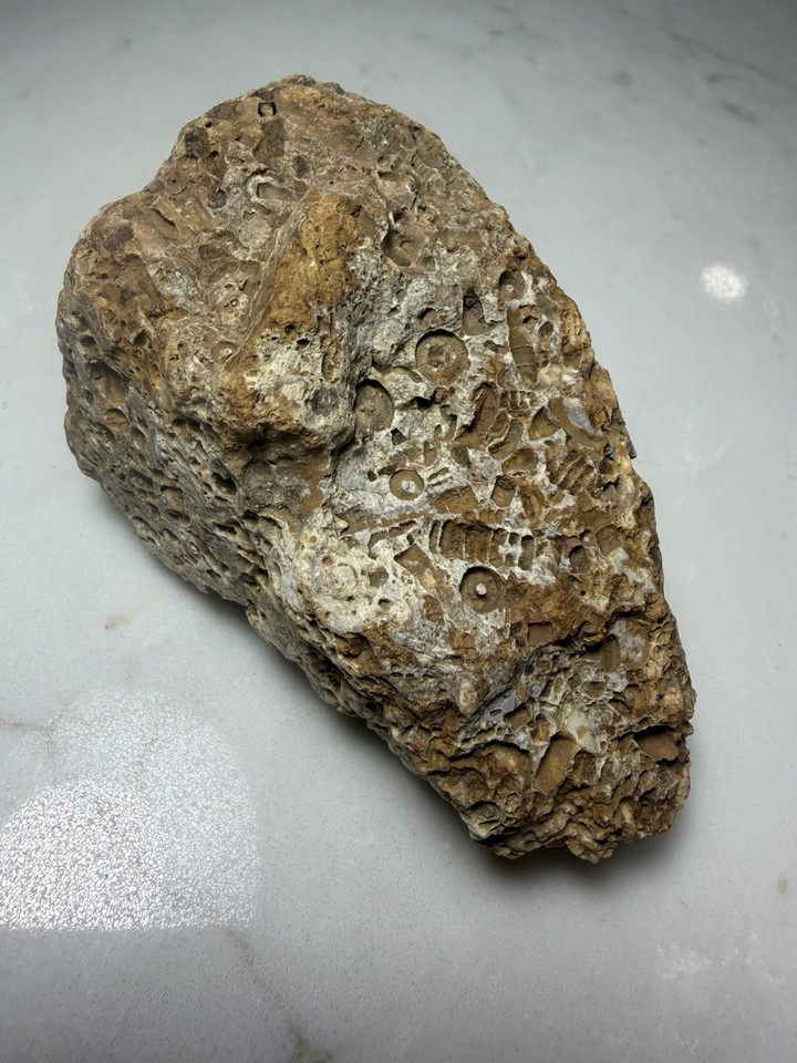 Limestone Crinoid Fossil, Paleozoic Era, 300-500 Million Years Old ...