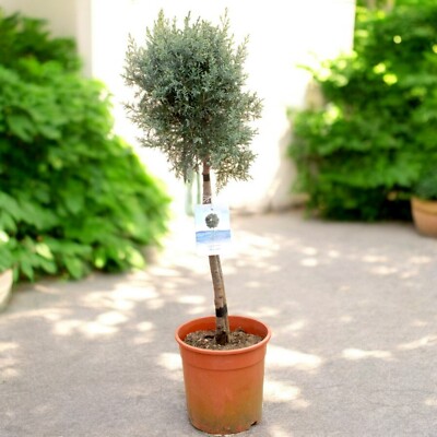 Blue Arizona Cypress Patio Tree in 7L Pot - 1m Lollipop Stem Evergreen ...