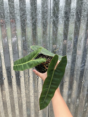 #87 PHILODENDRON Billietiae 4” Pot Beautiful Aroid Monstera | eBay