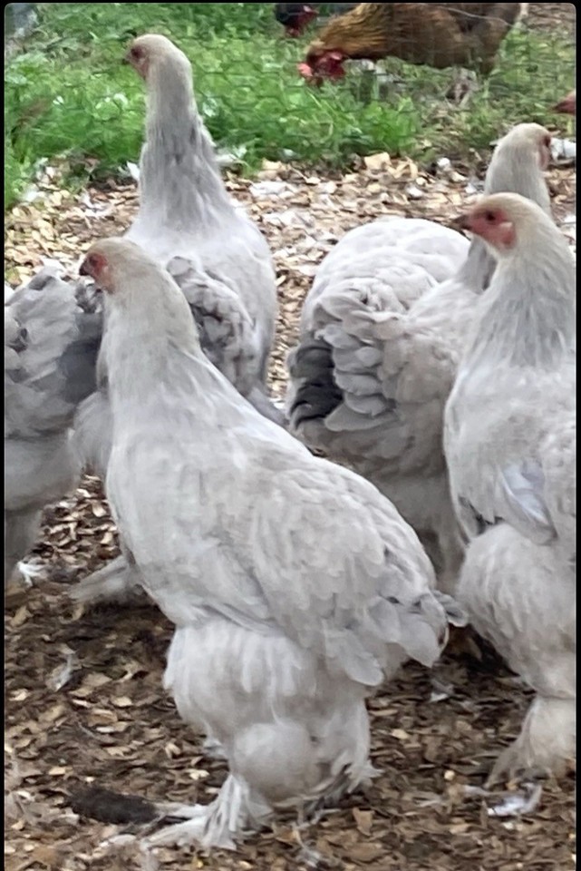 6+ Isabella Brahma Hatching Eggs | eBay
