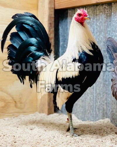 6 Pure Bob Bennett Grey Gamefowl Chicken Hatching Eggs | eBay