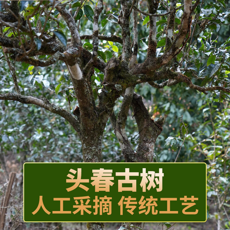 Pu'er Tea Raw Tea Icelandic Dark Aroma Aged Tea Premium Tea Cake | eBay