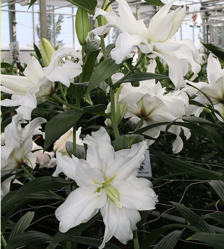 LILIUM~ANGELA~FLOWER BULBS~FRAGRANT DOUBLE ORIENTAL ROSE LILIES~HARDY ...